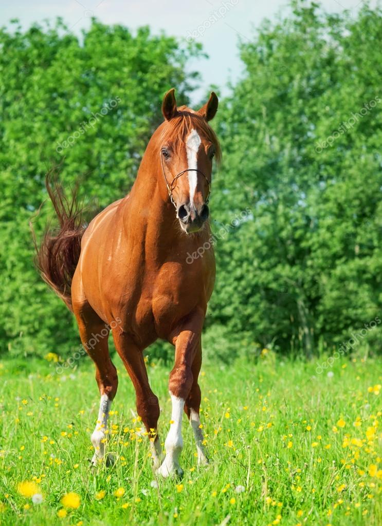 Chestnut Arabian Horses