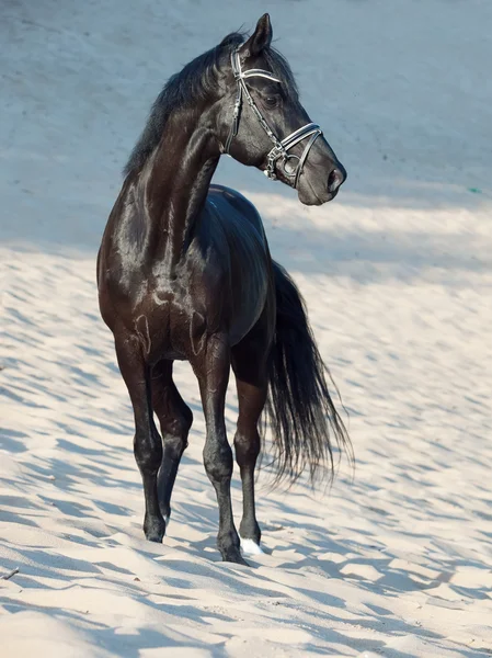 Beautiful stallion Stock Photos, Royalty Free Beautiful stallion Images ...