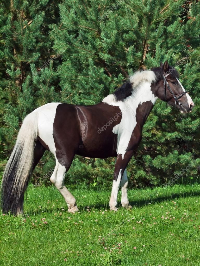 The beautiful paint draft horse Stock Photo by ©anakondasp 30887701