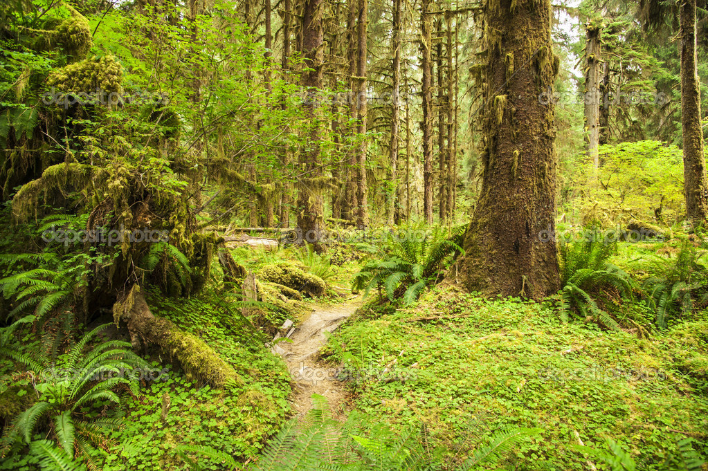 Hoh Rainforest Stock Photo by ©Justek16 38123867