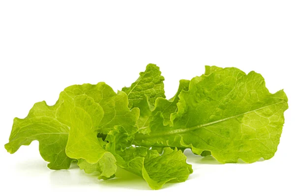 Hoja de lechuga Stock Photos, Royalty Free Hoja de lechuga Images ...