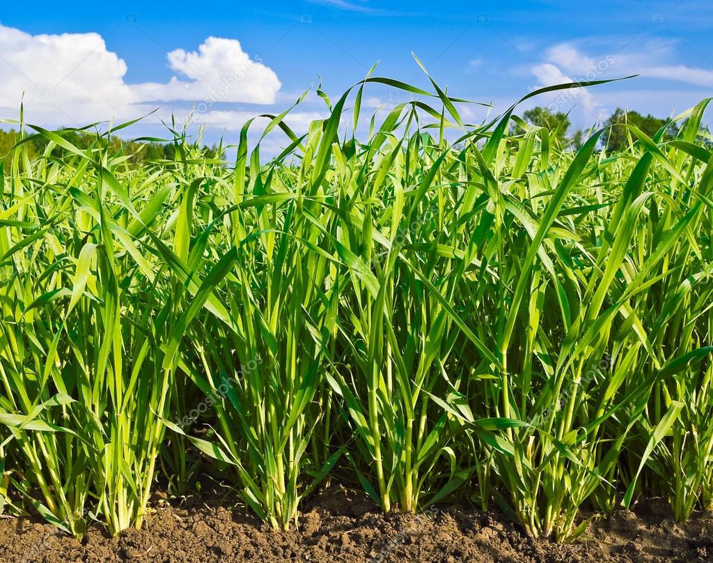 Green crops — Stock Photo © kotafoty #21639125