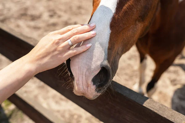 Dark bay horse in paddock on a sunny day. Beautiful pet, horseback riding, petting zoo, animal ...