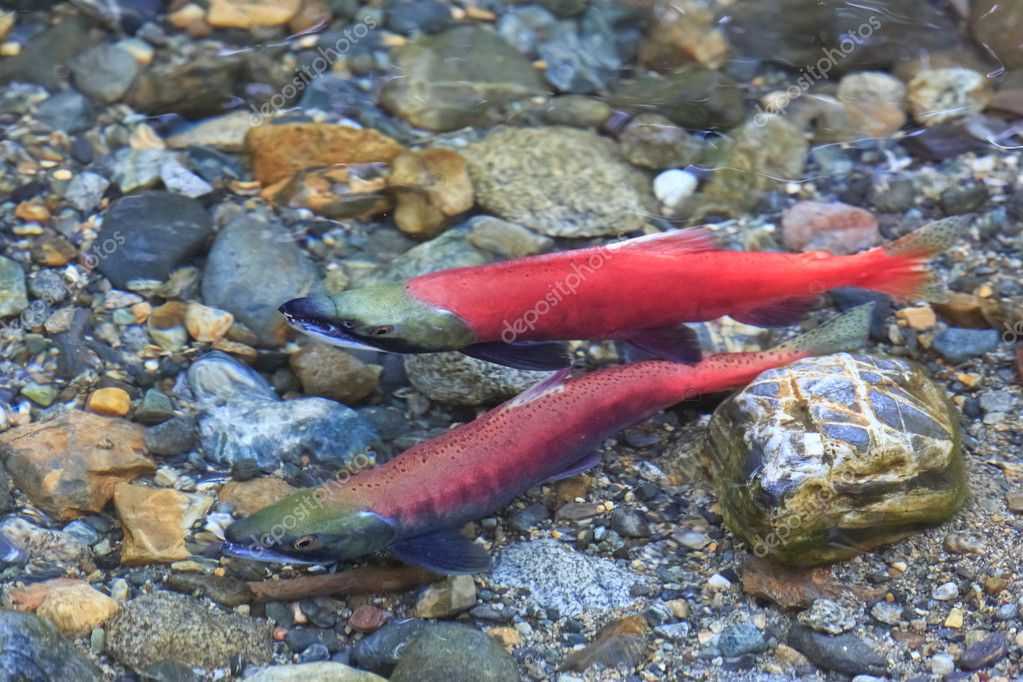 Spawning salmon Stock Photo by ©mblach 13791503