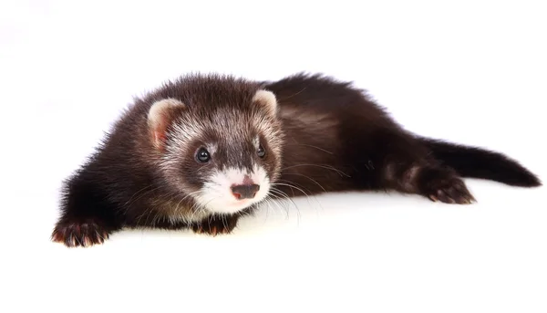 Ferret — Stock Photo © kozzi2 #19872603