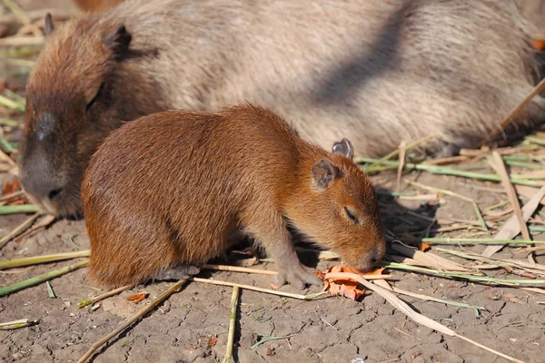Capybara in the nature habitat of northern pantanal Stock Photo by ...