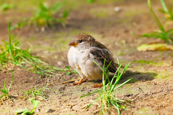 Breeding sparrow Stock Photos, Royalty Free Breeding sparrow Images ...