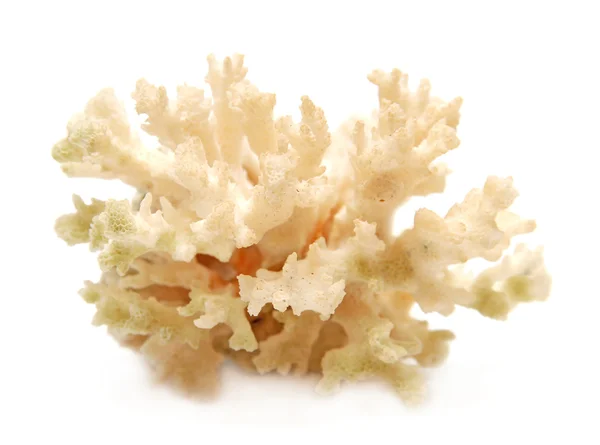 Big coral — Stock Photo © Ian_2010 #17348227