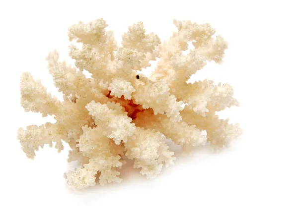 Big coral — Stock Photo © Ian_2010 #17348227