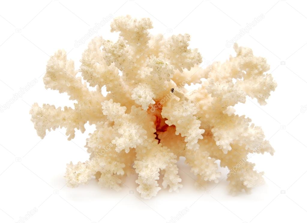 Big coral — Stock Photo © Ian_2010 #17348227