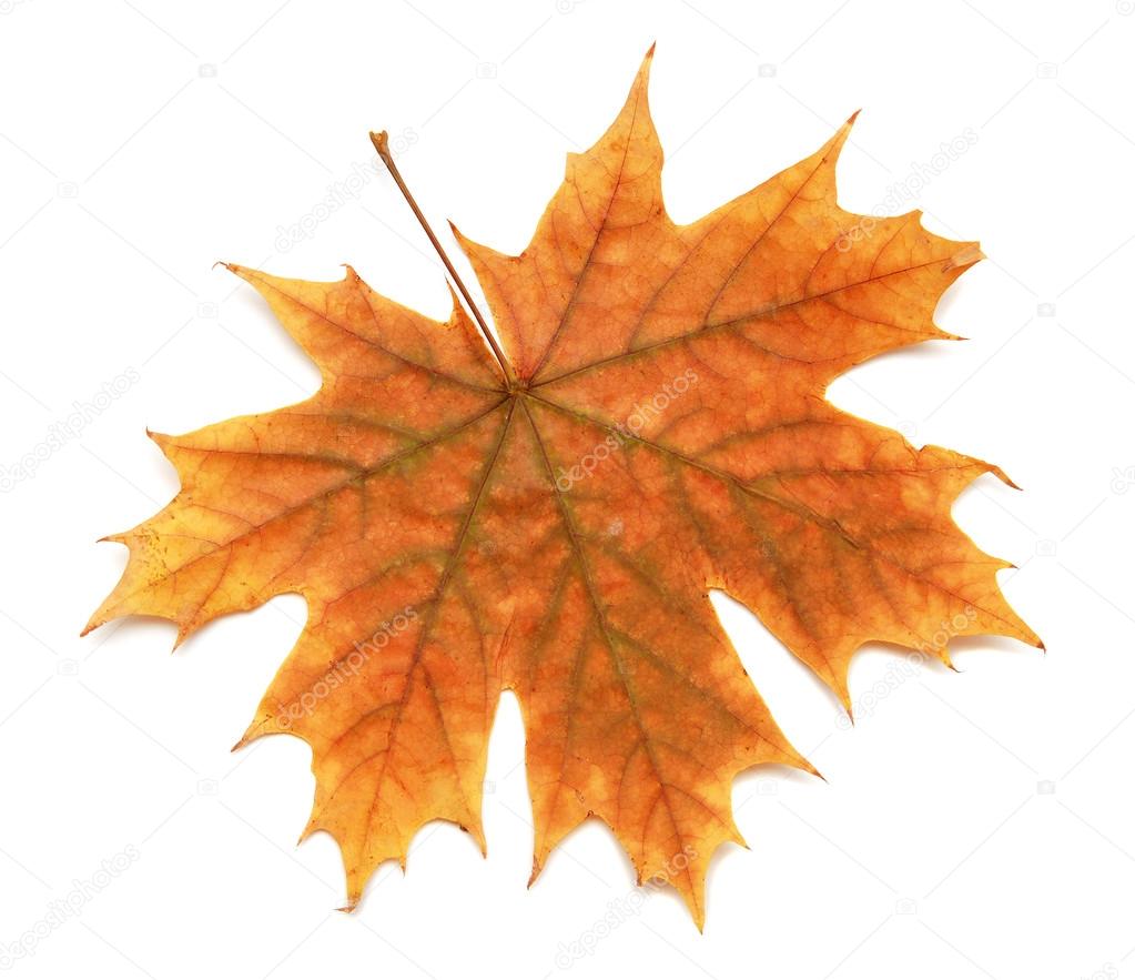 Yellow leaf Stock Photo by ©Ian_2010 33369747