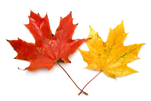 Two maple leaves — Stock Photo © DLeonis #1110538