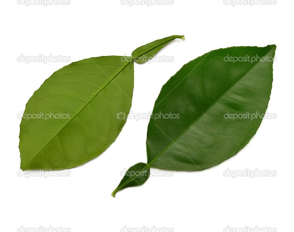 Leaf Stock Photo by ©Ian_2010 33370259