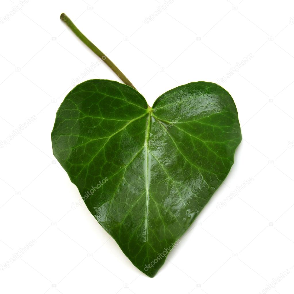 Single Leaf — Stock Photo © Ian_2010 #33370311