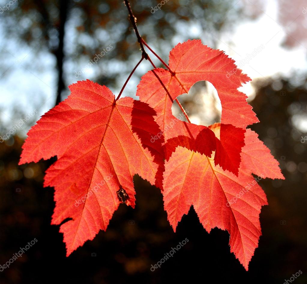 Three autumn leaves — Stock Photo © Ian_2010 #33370667 Three autumn leaves — Stock Photo © Ian_2010 #33370667