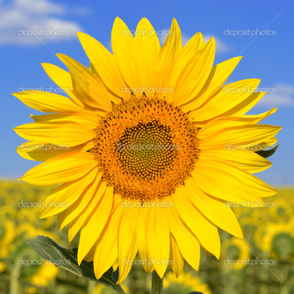 Sunflower — Stock Photo © Ian_2010 #33370751