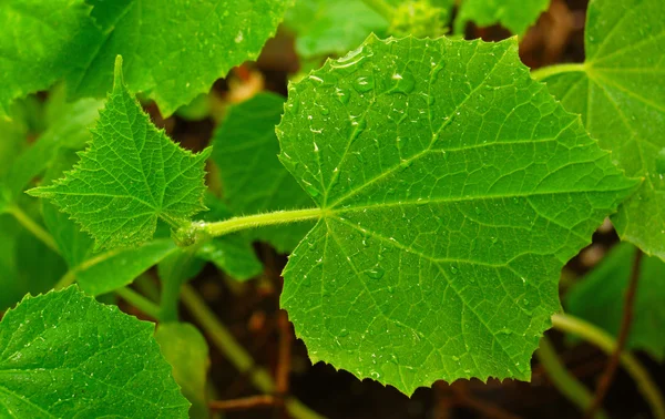 Japanese creeper Stock Photos, Royalty Free Japanese creeper Images ...