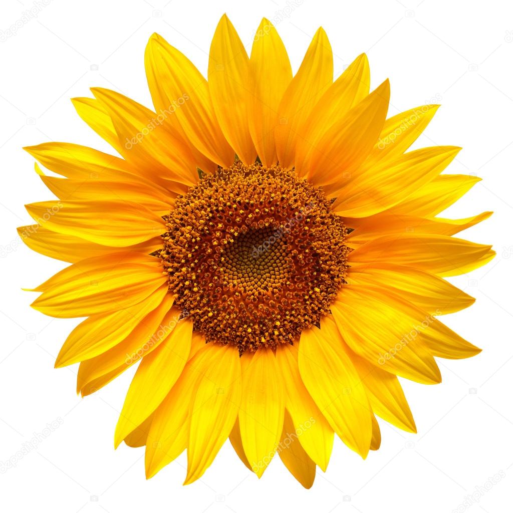 Sunflower — Stock Photo © Ian_2010 #39302277