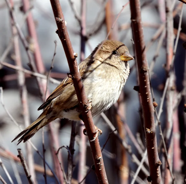 Passer Stock Photos, Royalty Free Passer Images | Depositphotos®