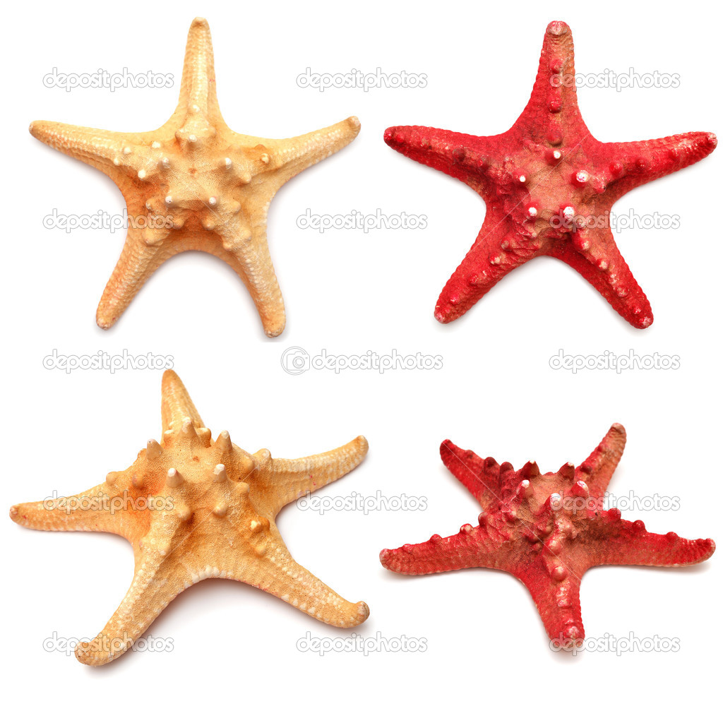 Sea stars collection Stock Photo by ©Ian_2010 43960575