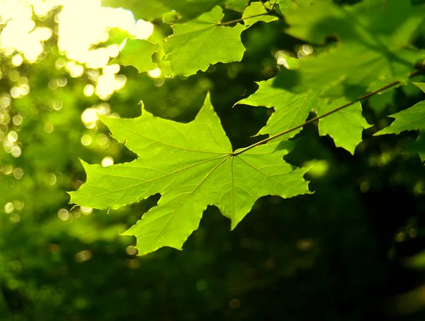 Green maple leaf Stock Photos, Royalty Free Green maple leaf Images ...