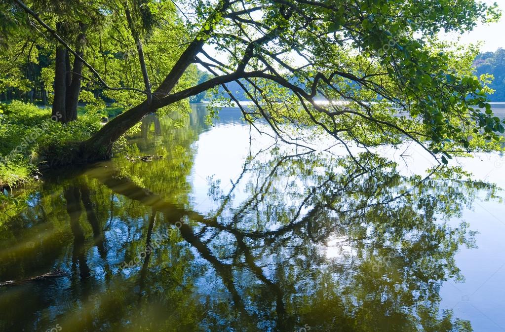Summer lake view and tree reflection — Stock Photo © wildman #15883915