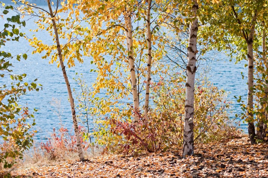 Birch trees by the lake — Stock Photo © wollertz #13435345