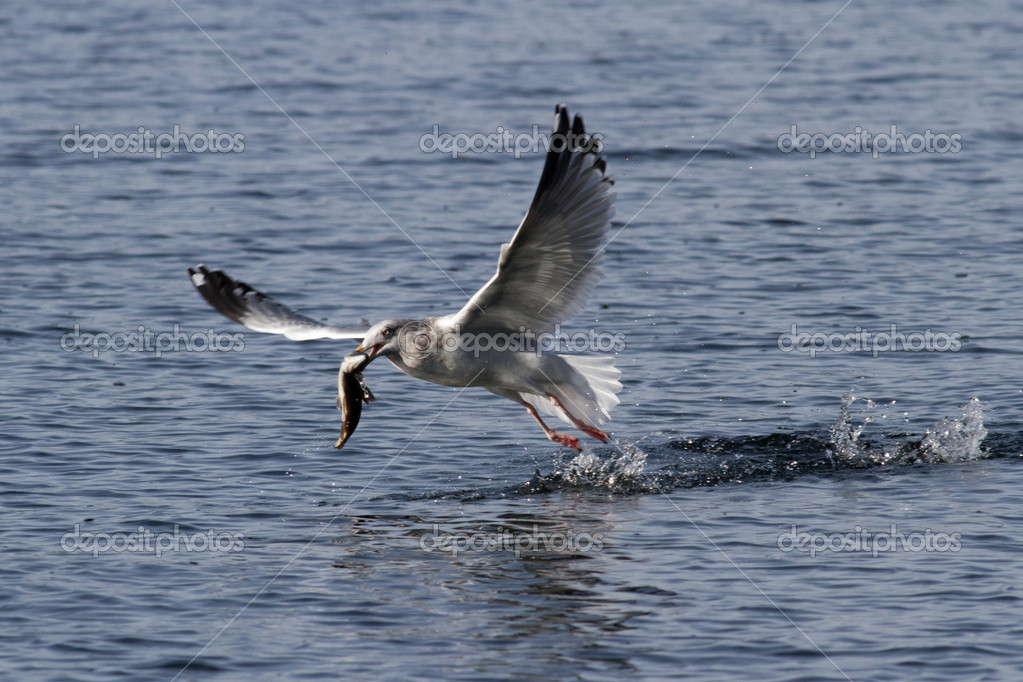 Seagull fishing ⬇ Stock Photo, Image by © wollertz #18056555
