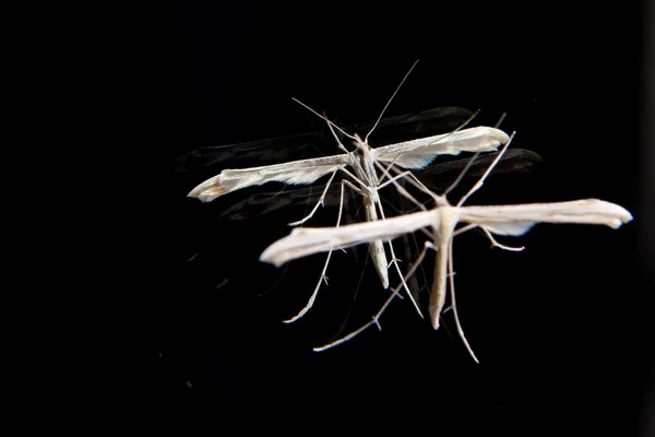 Mosquito family Stock Photos, Royalty Free Mosquito family Images ...