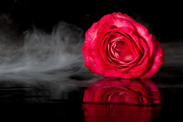 Rose mystique images libres de droit, photos de Rose mystique ...