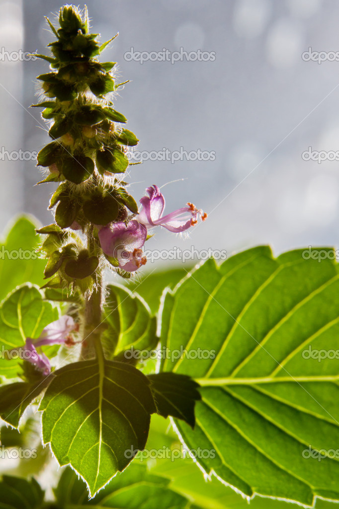 Sweet basil bloom, ocimum basilicum Stock Photo by ©wollertz 25280275
