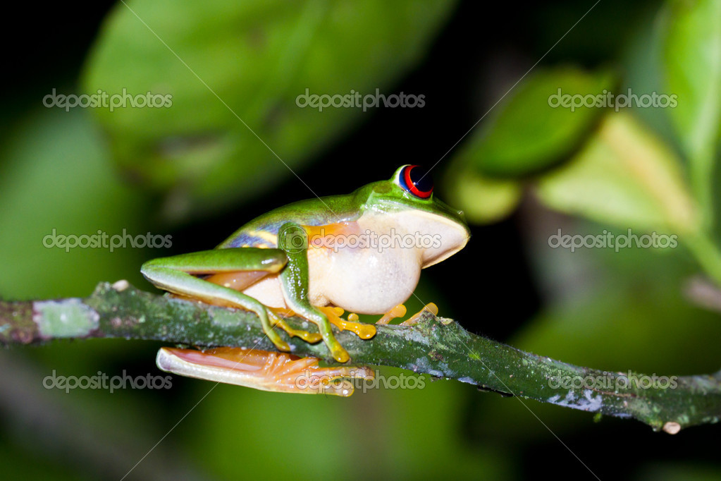 Rana arborícola de ojos rojos: fotografía de stock © wollertz #37249791 ...