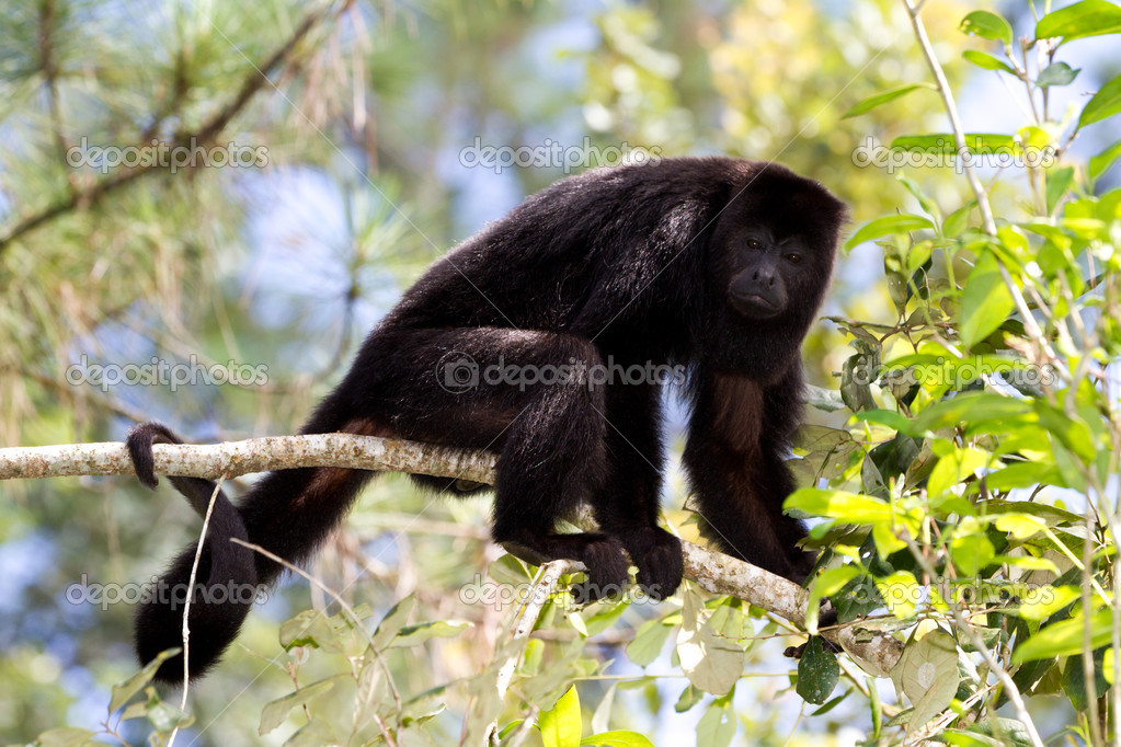 Howler monkey Stock Photo by ©wollertz 37348605
