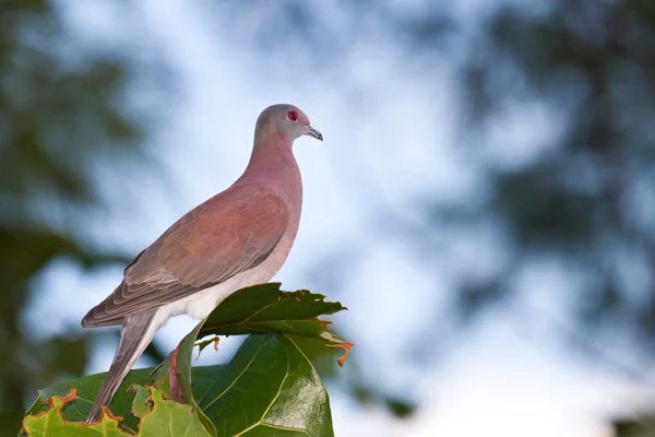 ᐈ Rain dove bird stock photos, Royalty Free rain dove images | download ...