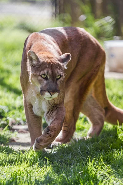 Puma Stock Photo by ©anankkml 62126005