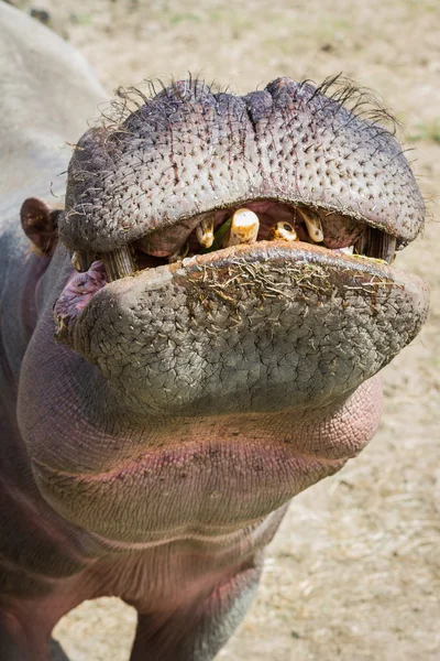 Hippo tusks Stock Photos, Royalty Free Hippo tusks Images | Depositphotos®