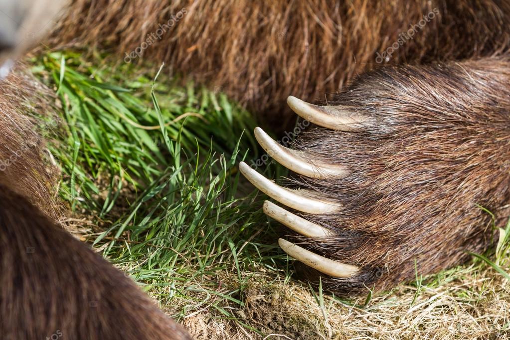 En Las Garras O Estudios aseguran que «la garra del diablo» beneficia a ...