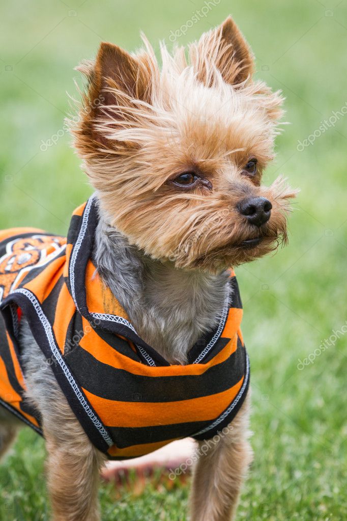 Yorki portrait Stock Photo by ©wollertz 45718115