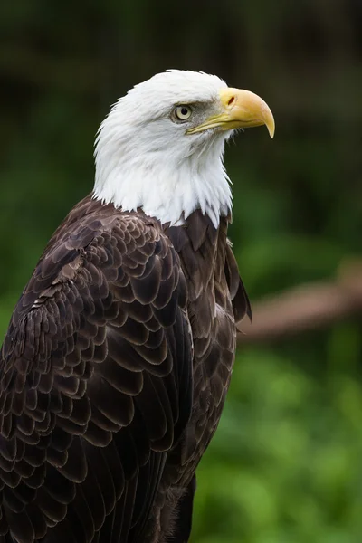 Perched Stock Photos, Royalty Free Perched Images | Depositphotos®