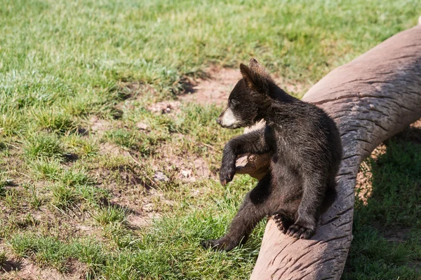 Oso cachorro sentado fotos de stock, imágenes de Oso cachorro sentado ...