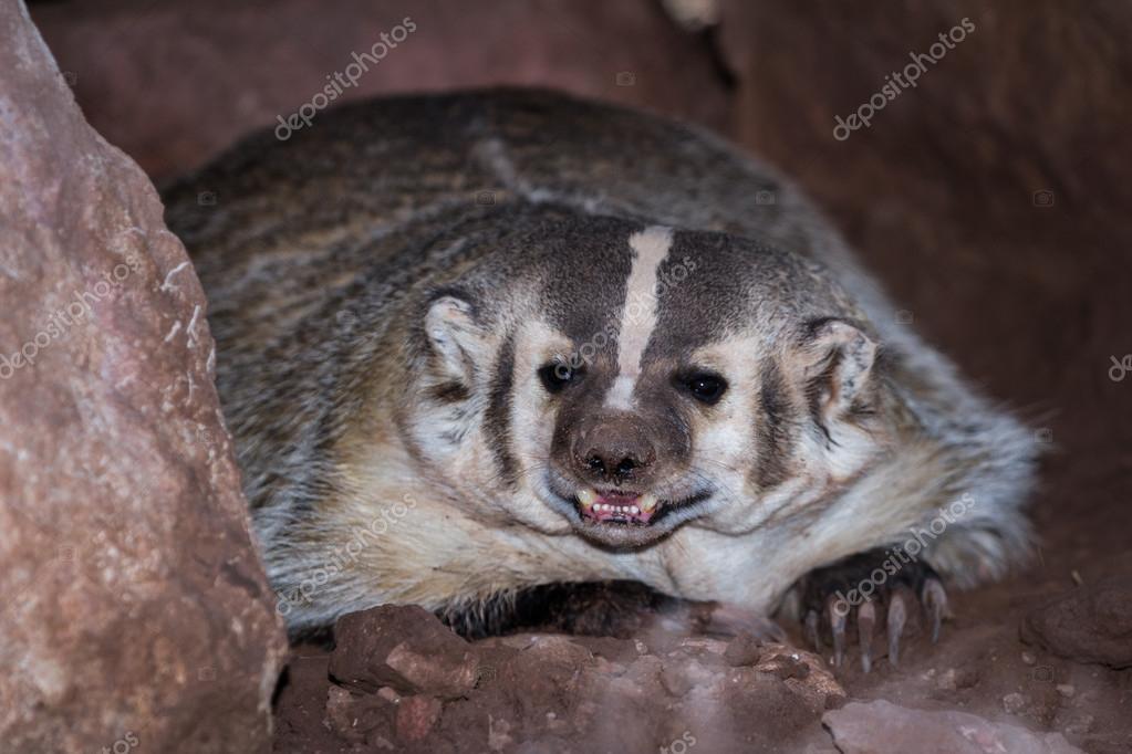 Cute American Badger