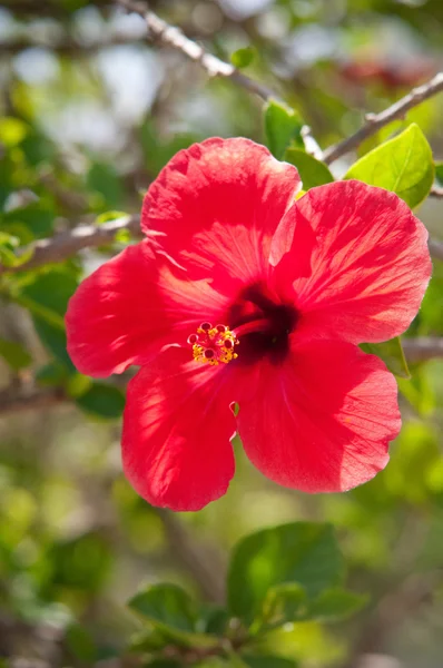 Flor nacional de bahamas Stock Photos, Royalty Free Flor nacional de ...
