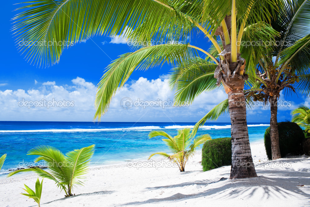 Palmbomen, met uitzicht op verbazingwekkende blauwe lagune ⬇ Stockfoto ...