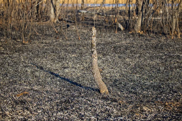 Plant after fire Stock Photos, Royalty Free Plant after fire Images ...