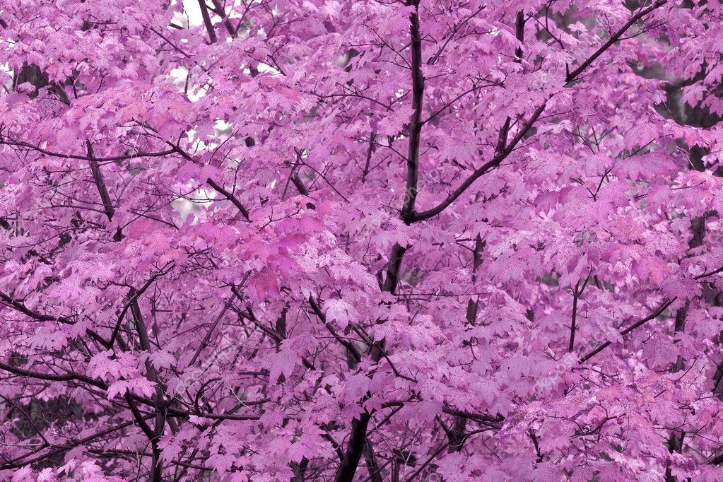 Pink Fall Background — Stock Photo © baavli #48761311