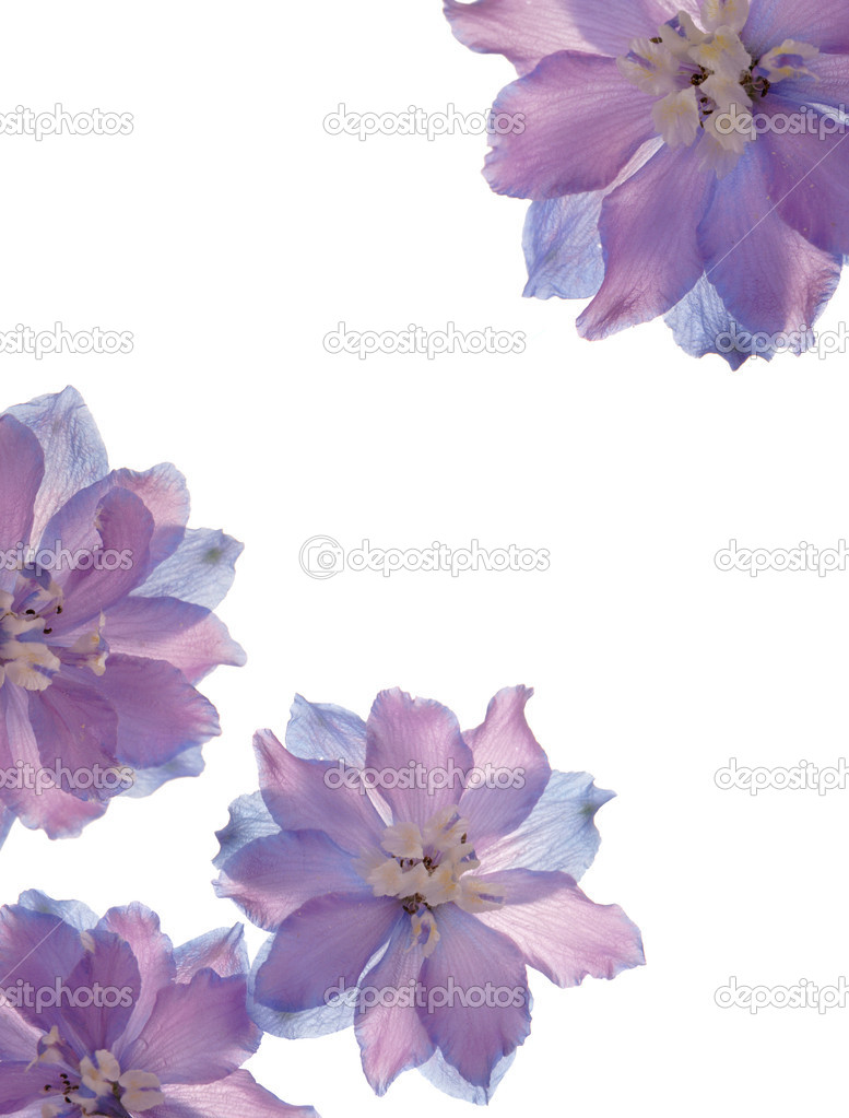 Translucent delphinium flowers border, pure white background Stock ...