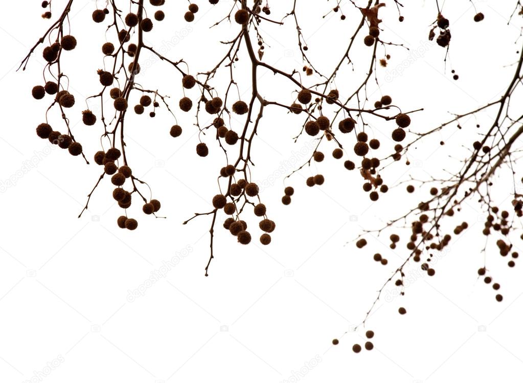 Plane tree branch — Stock Photo © Tamara_k #18316111