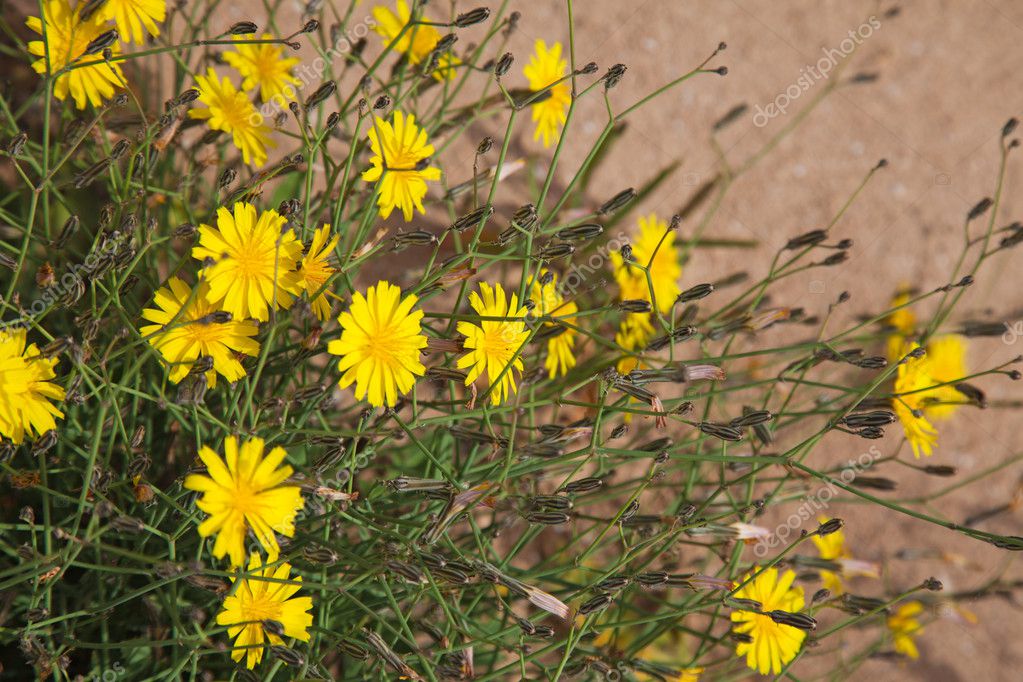 Launaea nudicaulis — Stock Photo © Tamara_k #23912081