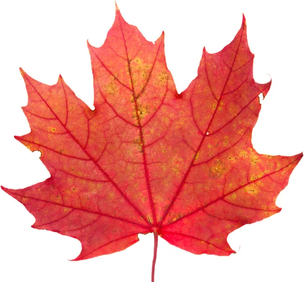 Canada maple leaf Stock Photos, Royalty Free Canada maple leaf Images ...