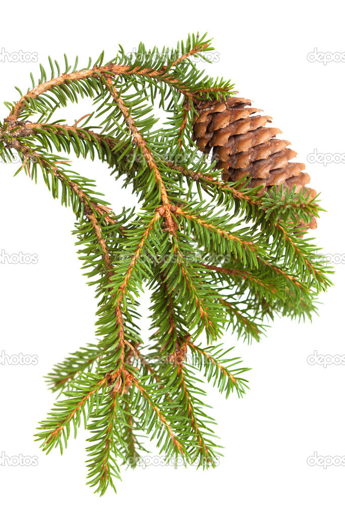 Spruce tree branch with cone isolated on white Stock Photo by ©Tamara_k 38509541